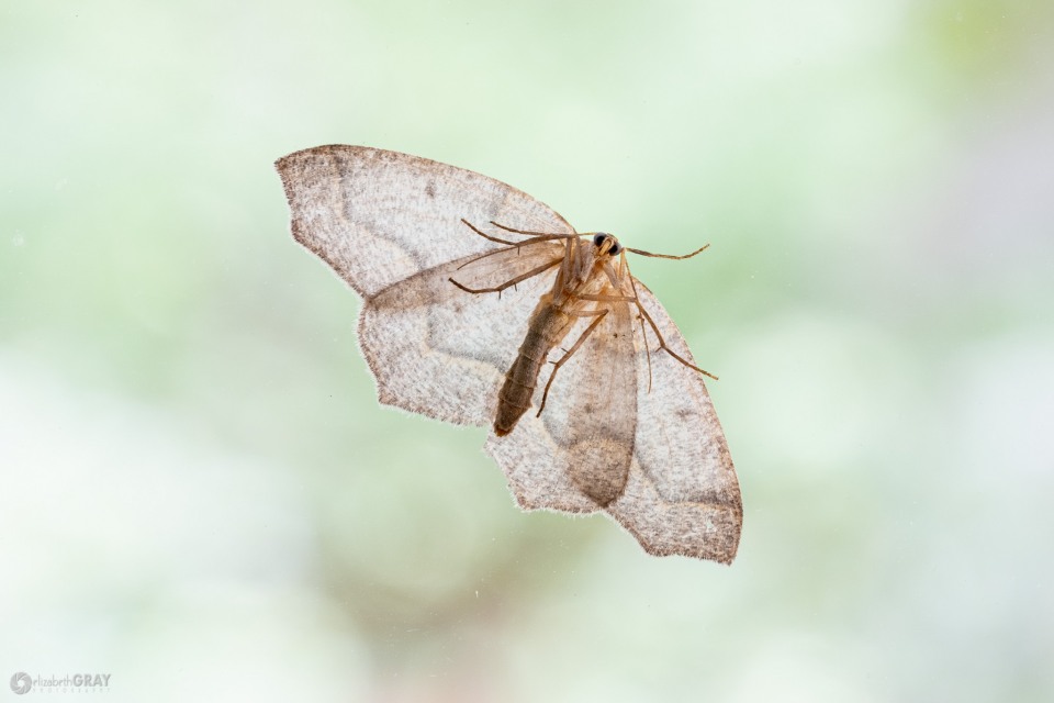 Five Tips for Sharp Photos | Photography by Elizabeth Gray