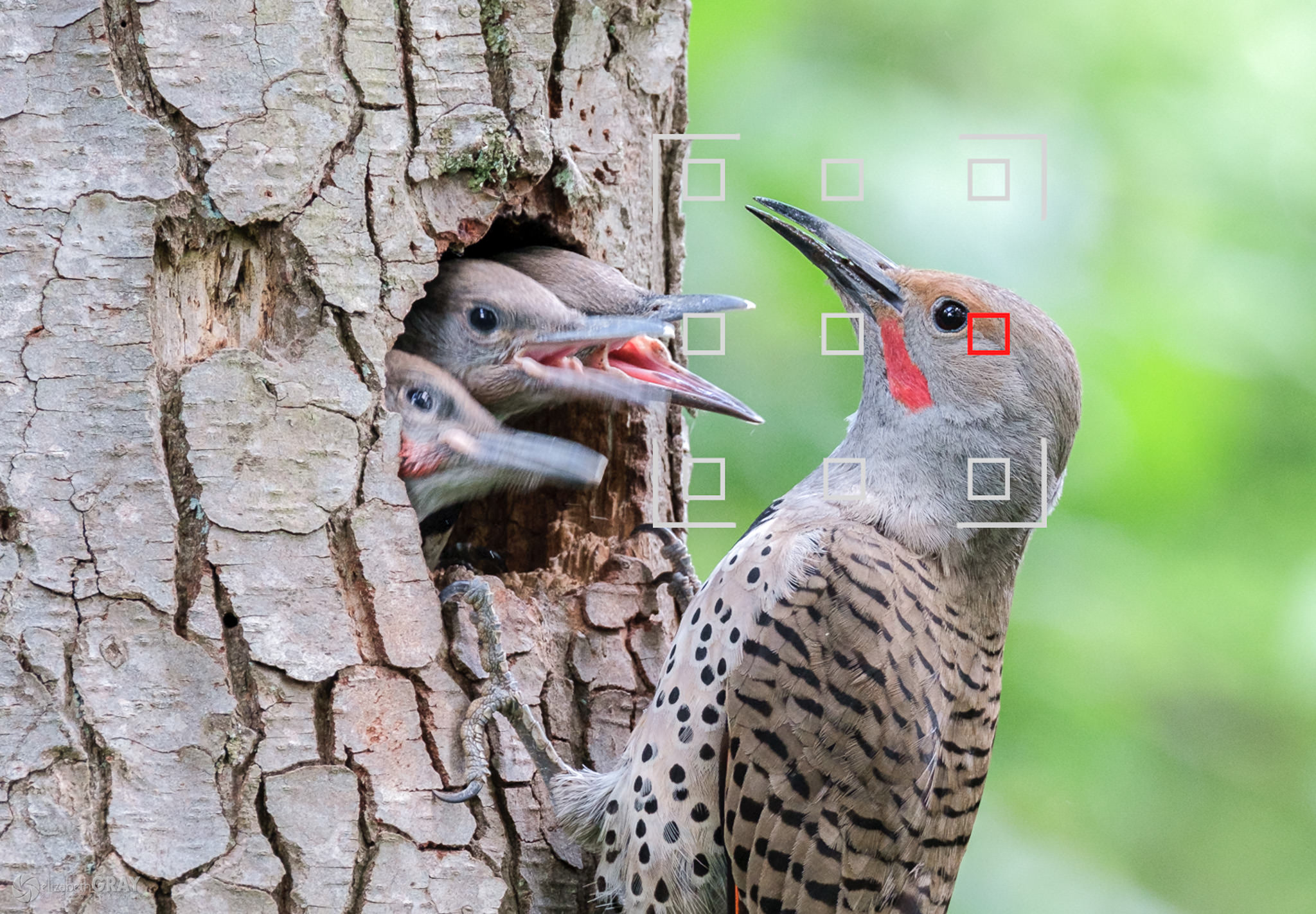 Five Tips for Sharp Photos | Photography by Elizabeth Gray