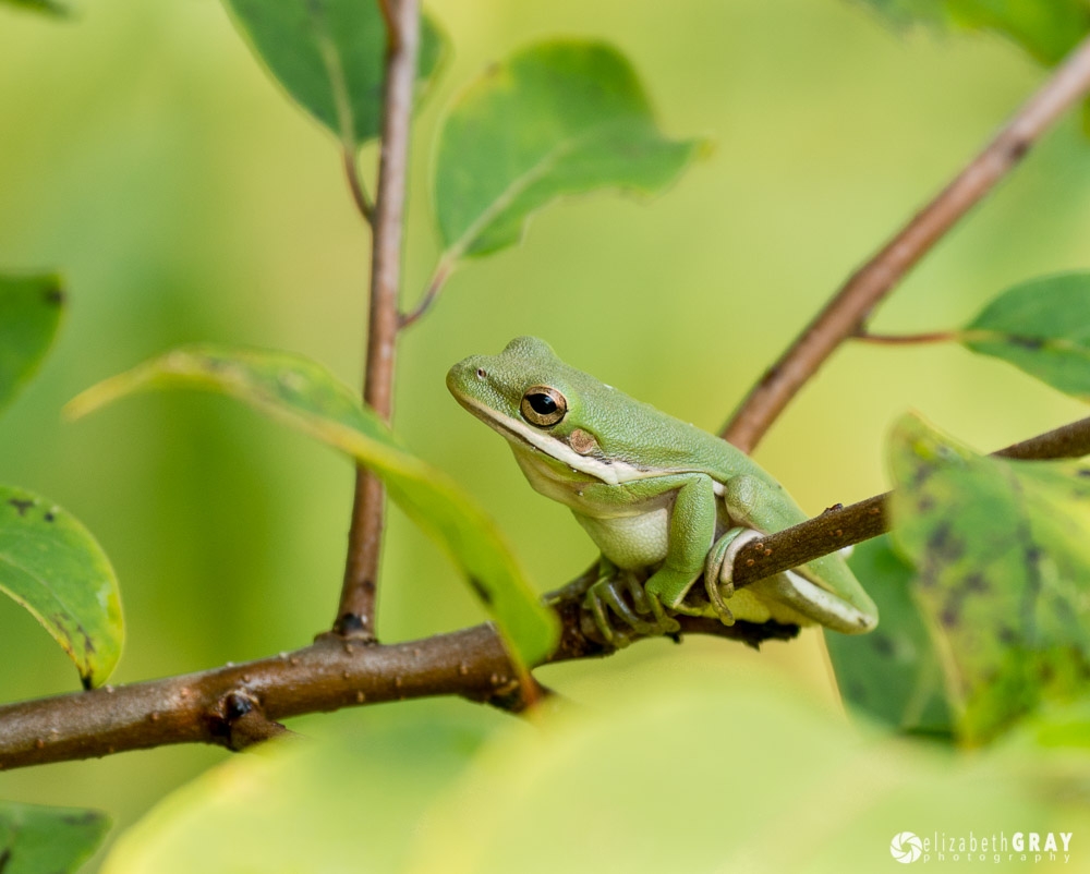 Green Tree Frog | Photography by Elizabeth Gray